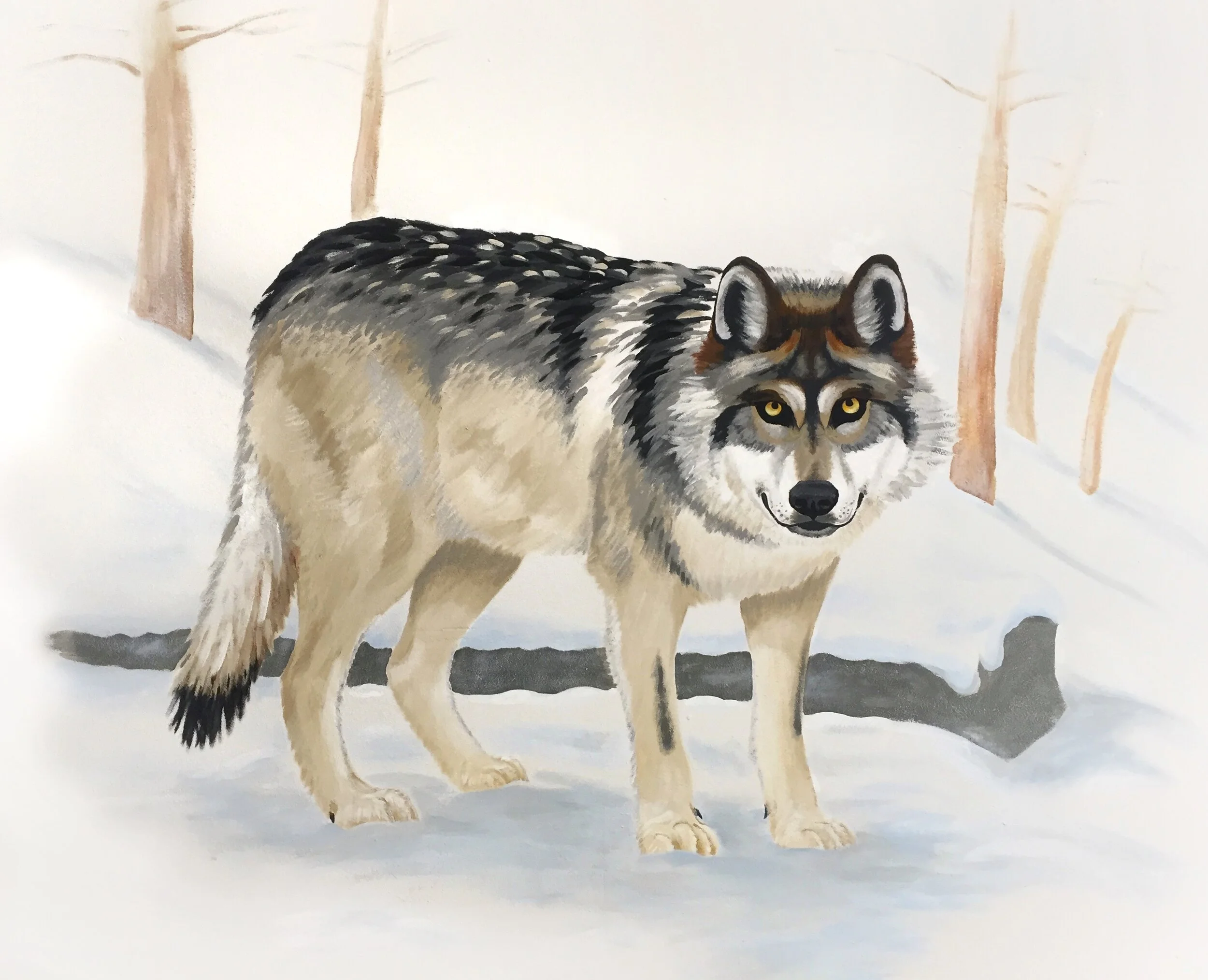 What's a Canid? | Animal Conservation