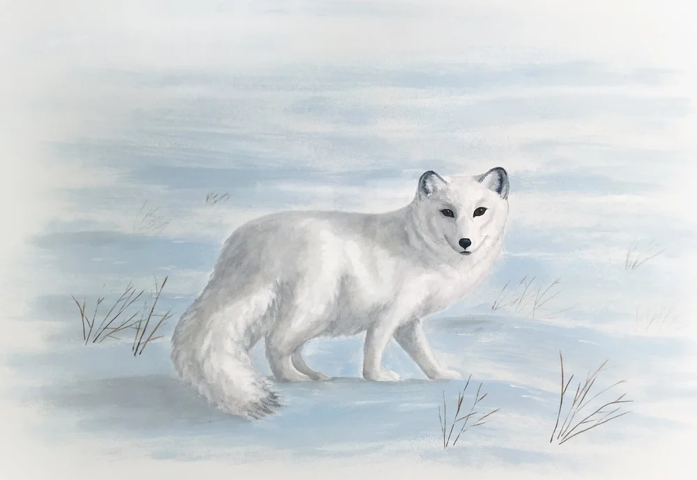 What's a Canid? | Animal Conservation