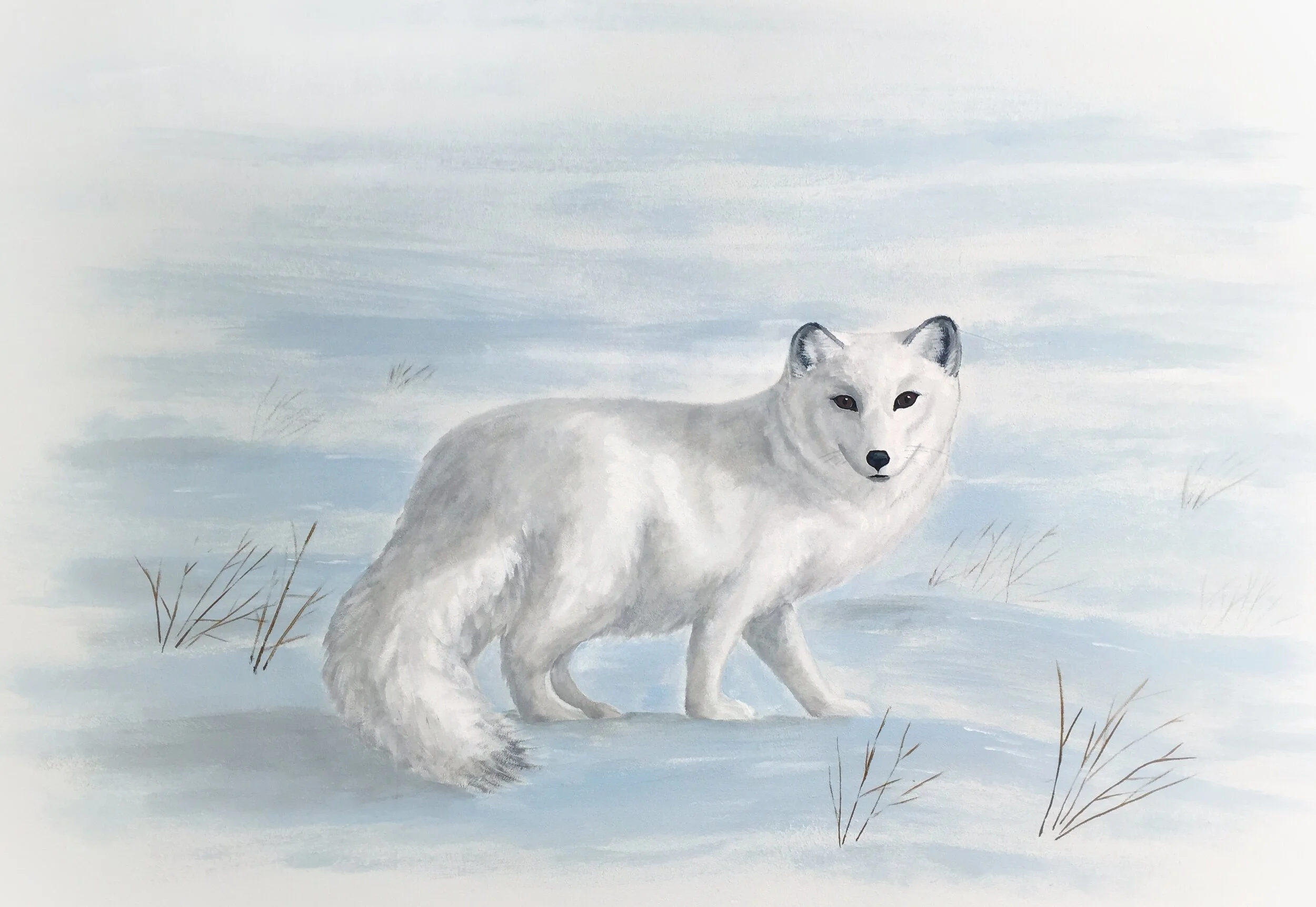 What's a Canid? | Animal Conservation