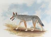 What's a Canid? | Animal Conservation