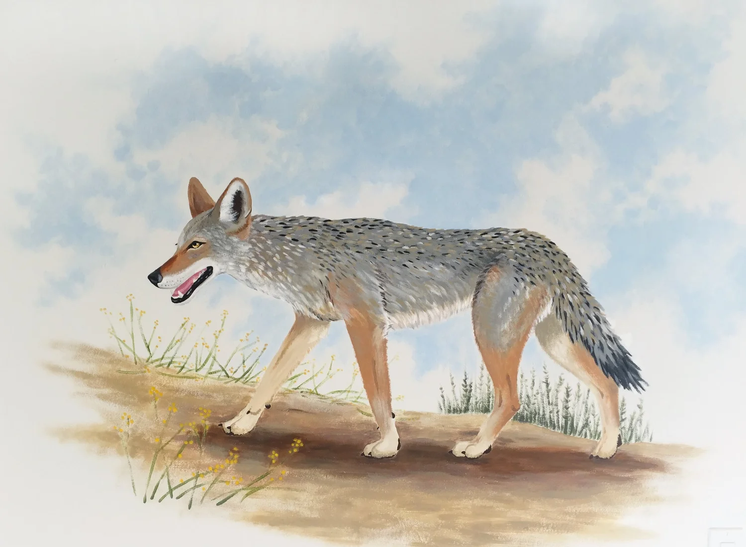 What's a Canid? | Animal Conservation