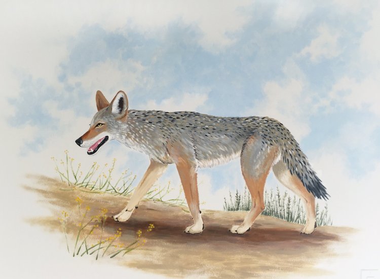 What's a Canid? | Animal Conservation