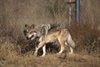 What's a Canid? | Animal Conservation