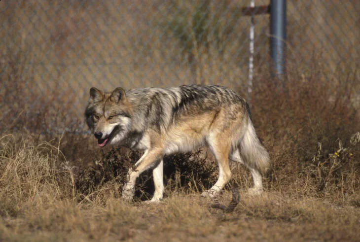 What's a Canid? | Animal Conservation