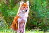 What's a Canid? | Animal Conservation
