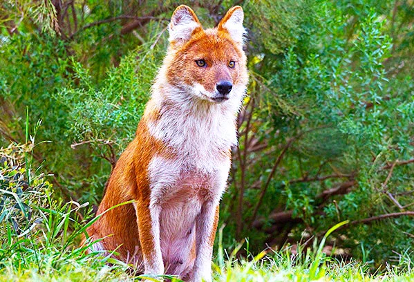 What's a Canid? | Animal Conservation