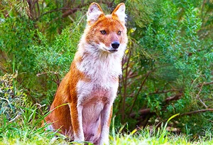 What's a Canid? | Animal Conservation