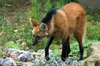 What's a Canid? | Animal Conservation