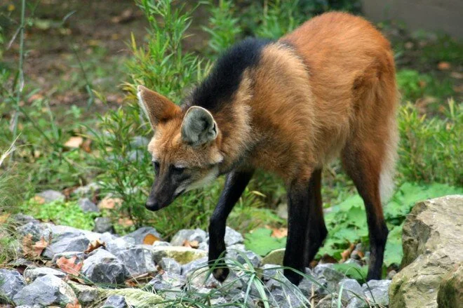 What's a Canid? | Animal Conservation