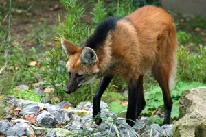 What's a Canid? | Animal Conservation