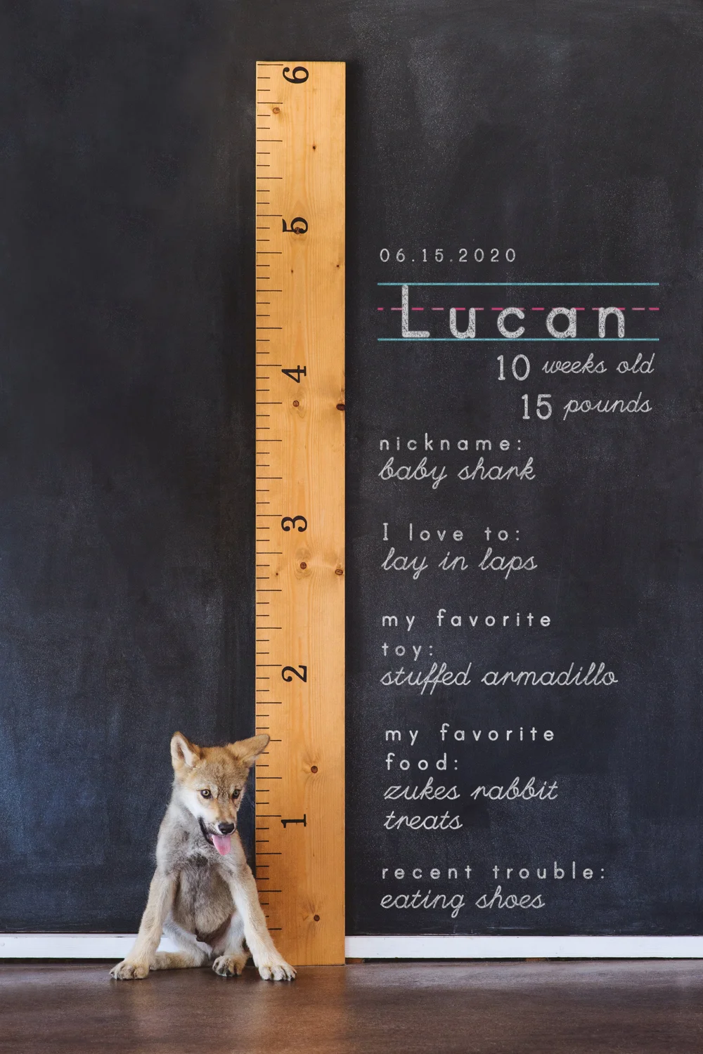 Lucan, our Wolf Ambassador | Animal Conservation