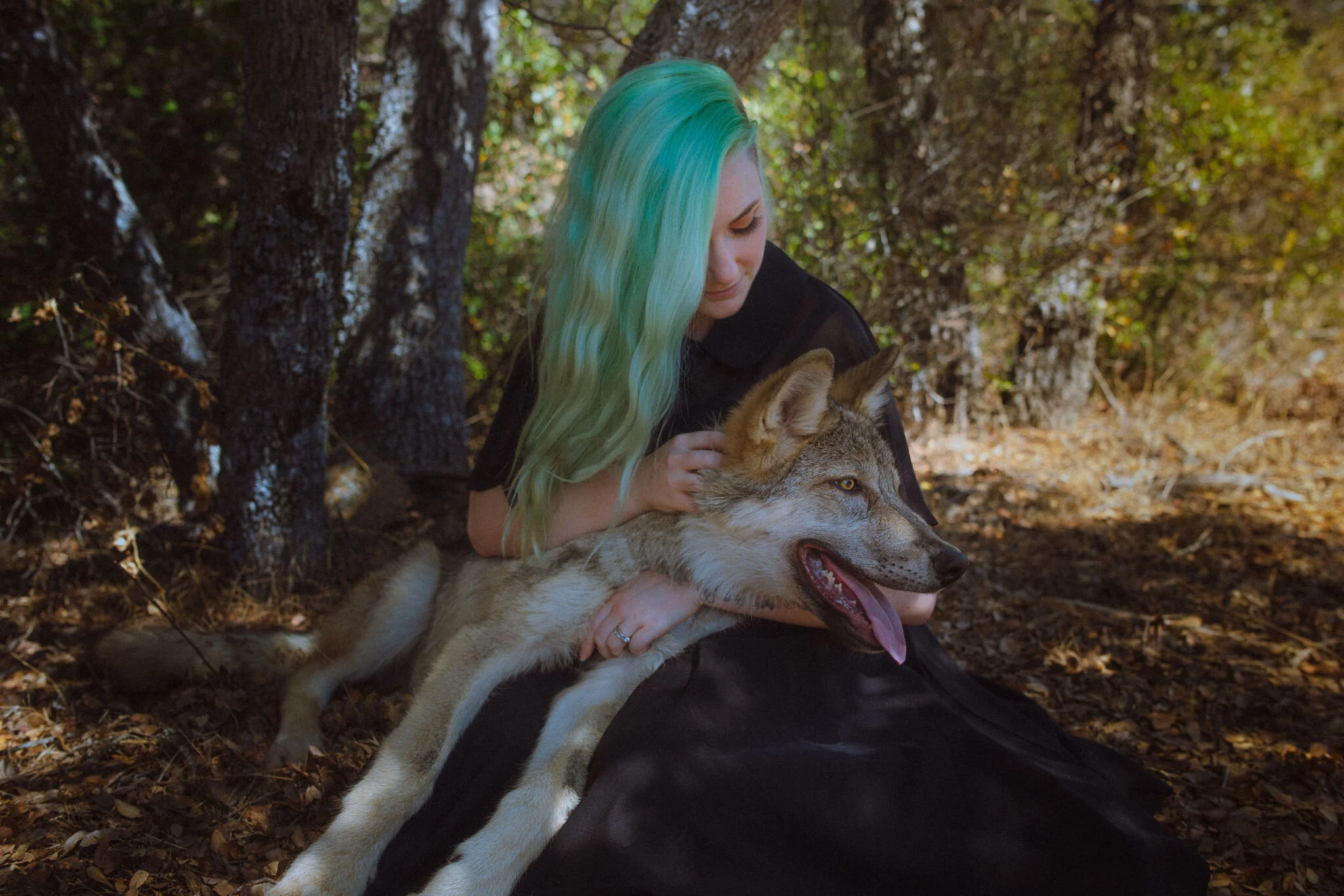 Lucan, our Wolf Ambassador | Animal Conservation