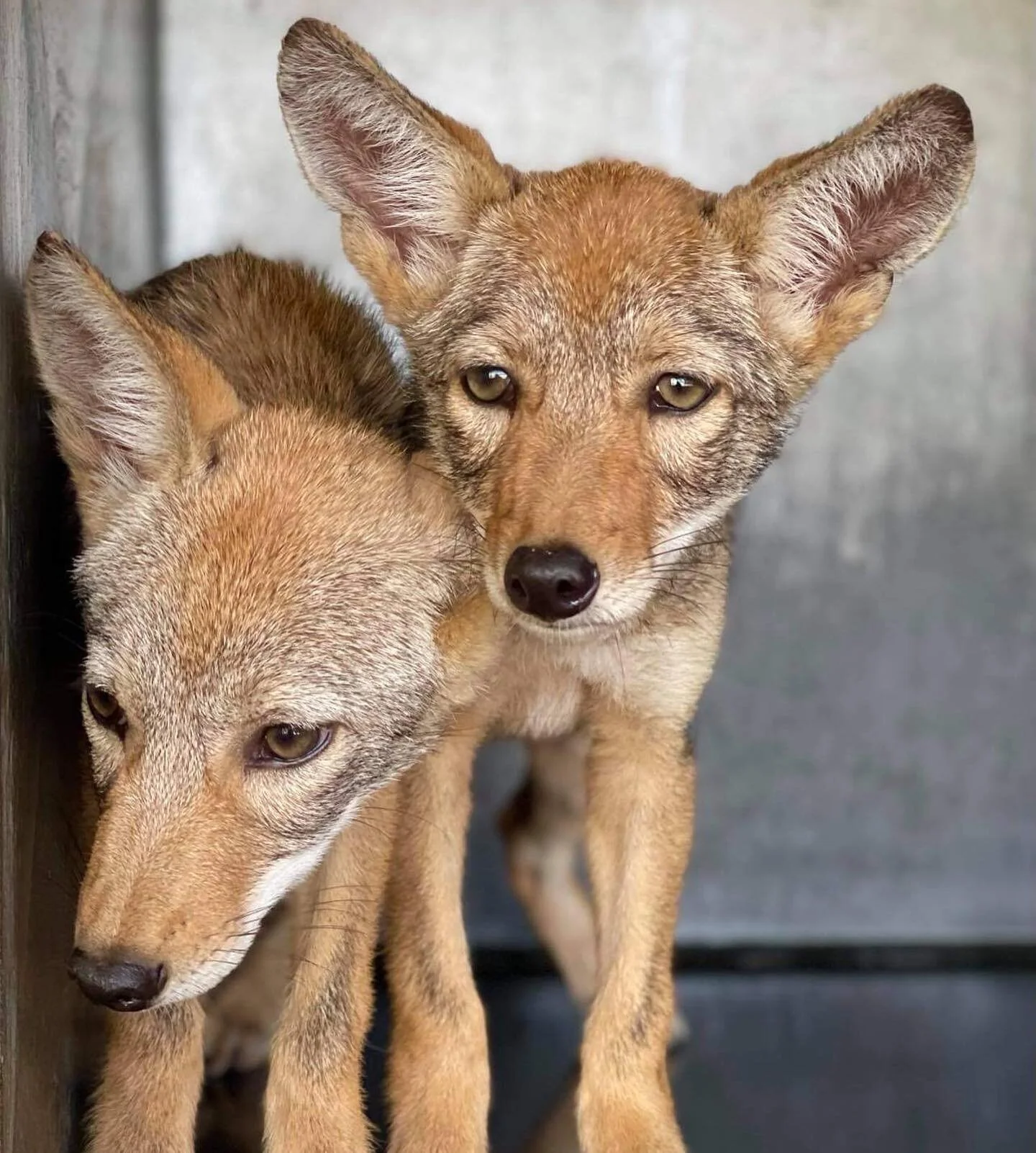 Coyote girls | Animal Conservation