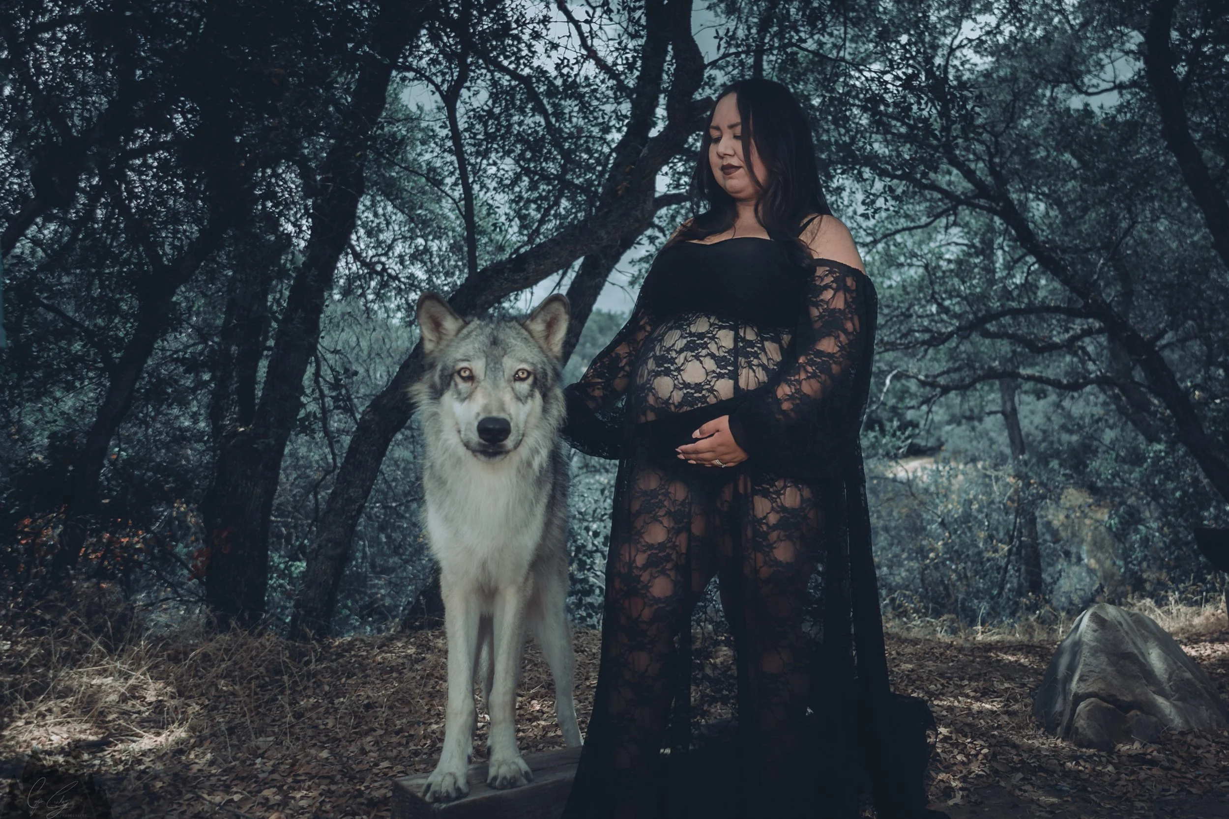 Lucan, our Wolf Ambassador | Animal Conservation