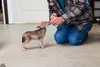Black-Backed Jackals | Animal Conservation