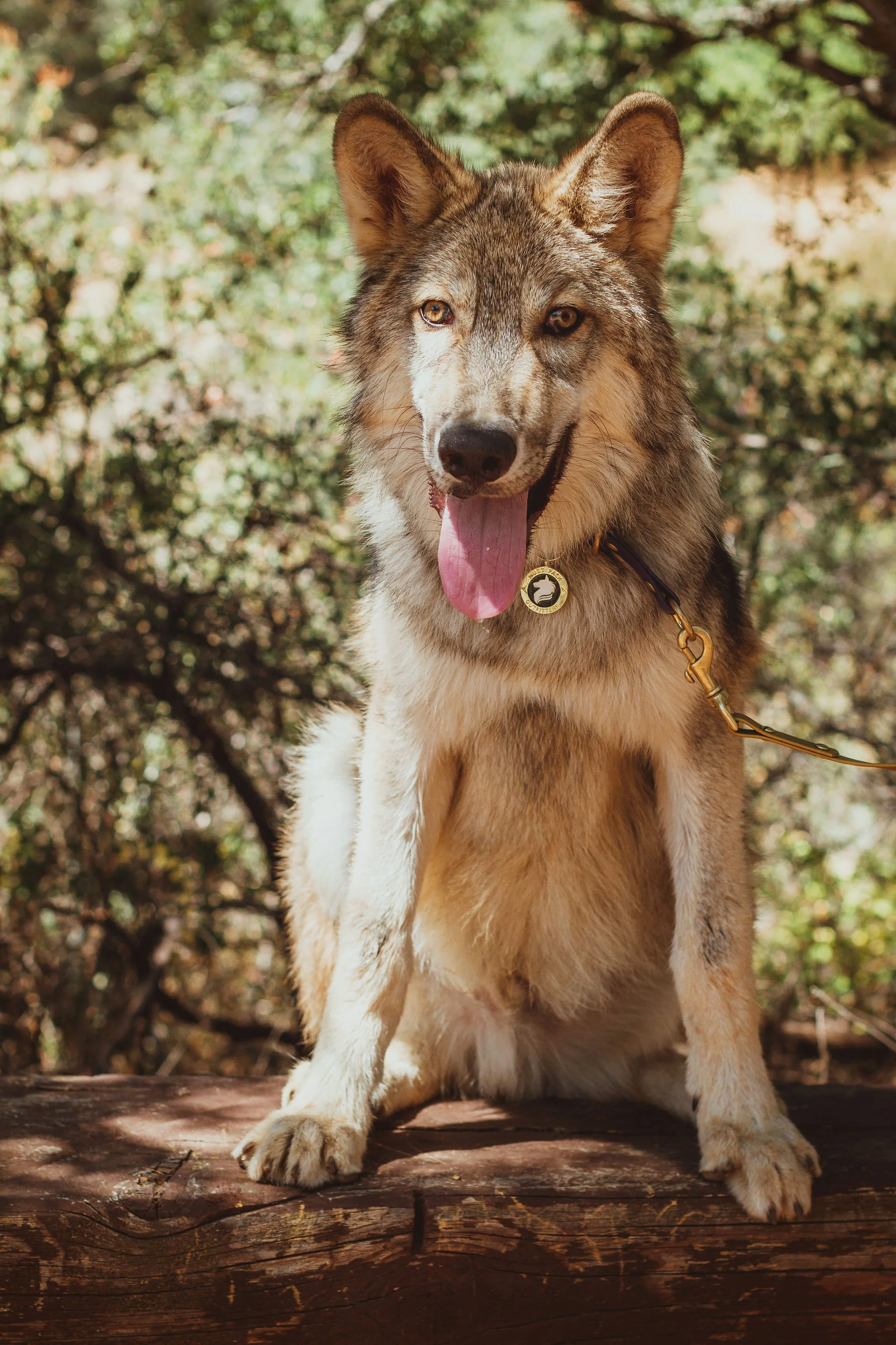 Sponsor an Animal Ambassador — JAB Canid Education and Conservation Center