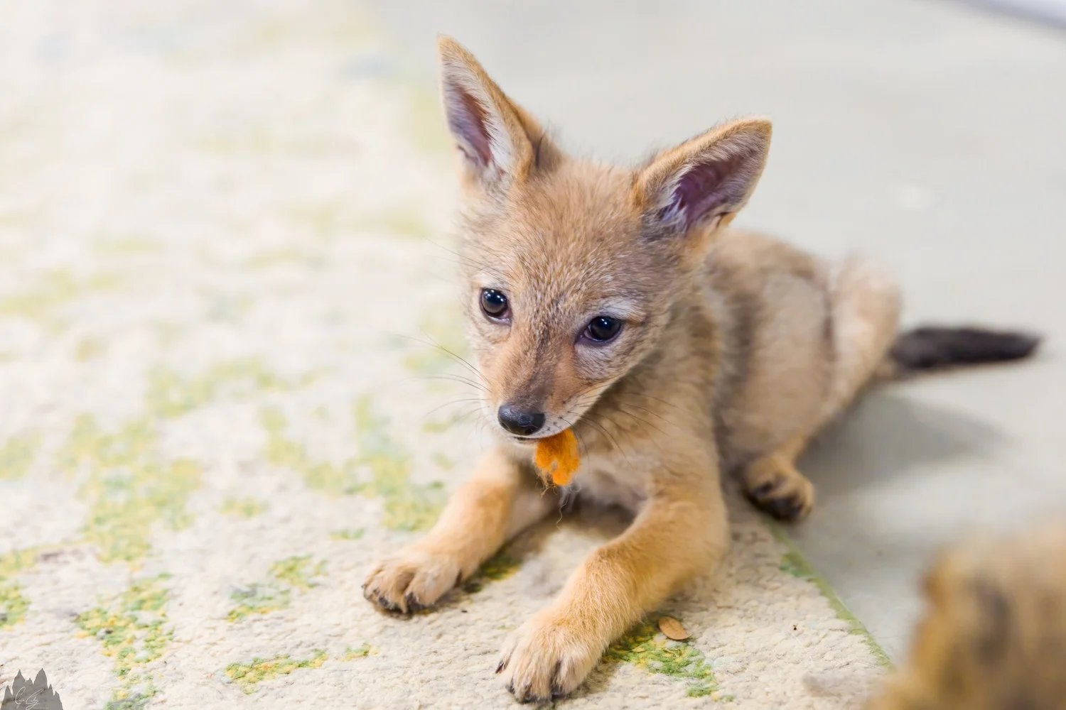 The BB Jackals | Animal Conservation