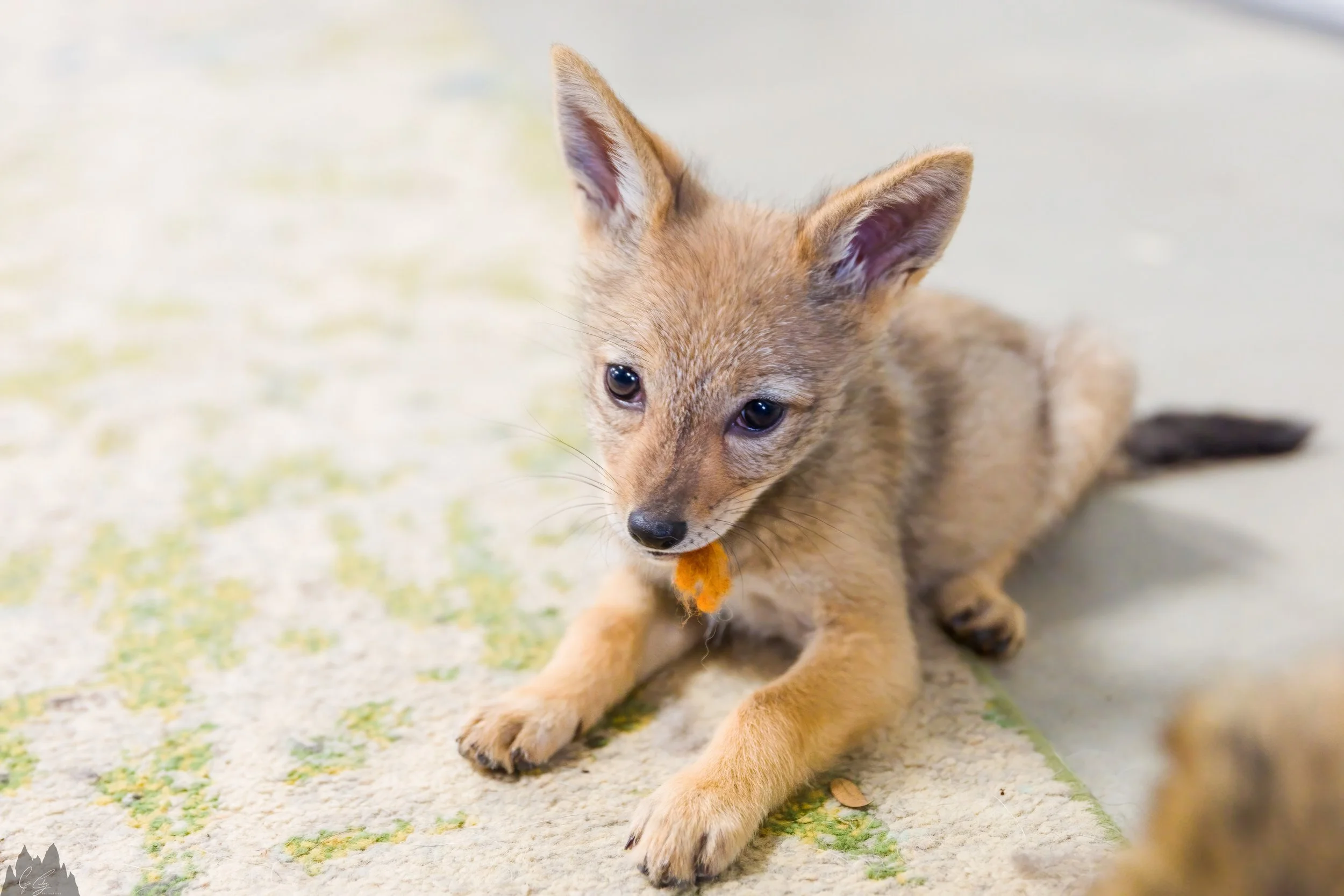 The BB Jackals | Animal Conservation
