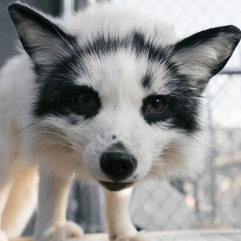 Red Foxes | Animal Conservation