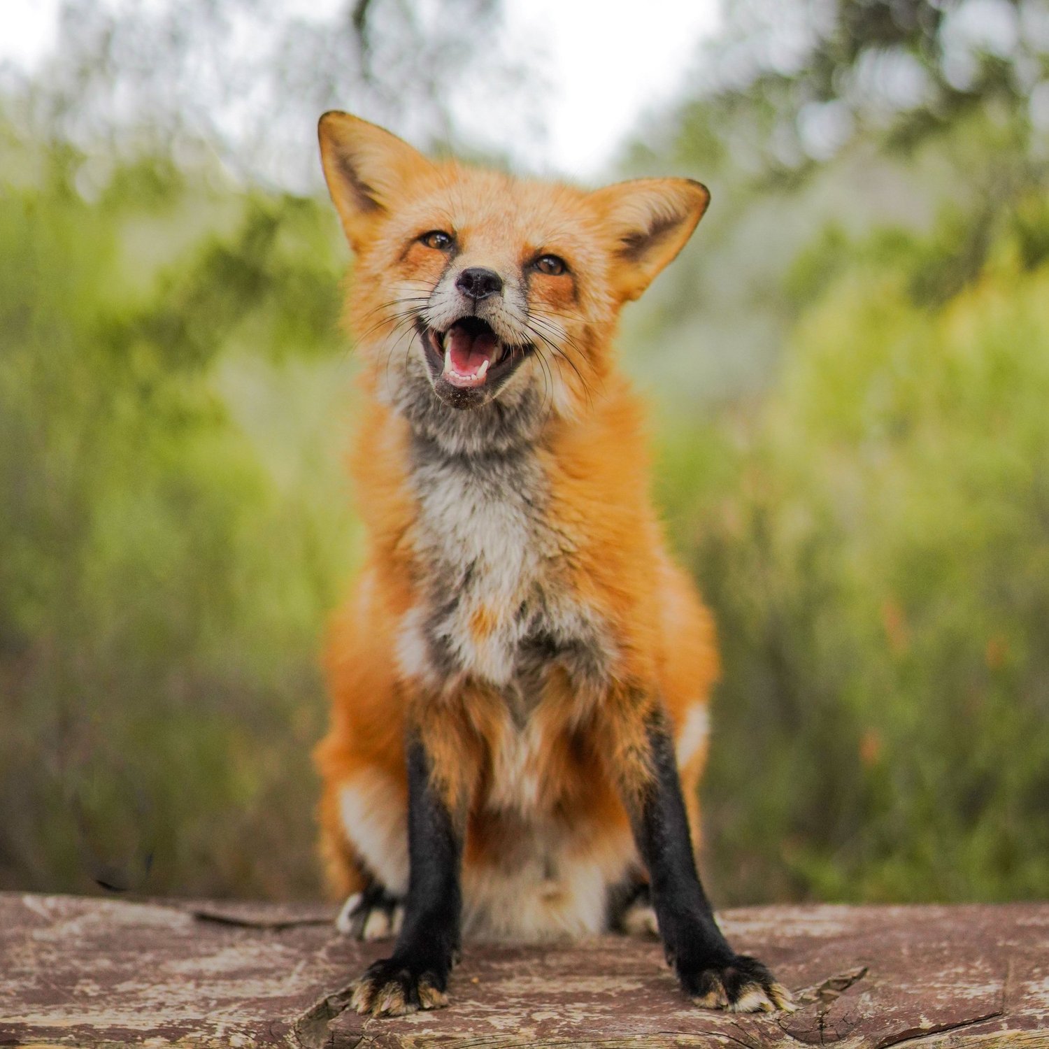 Red Foxes | Animal Conservation