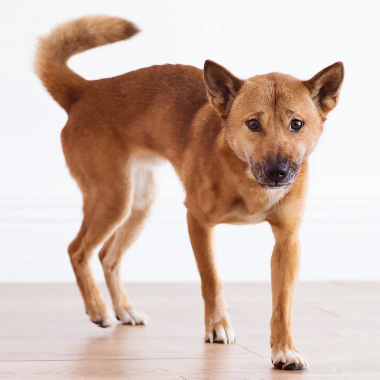 New Guinea Singing Dogs | Animal Conservation