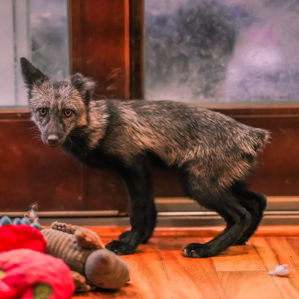 Red Foxes | Animal Conservation