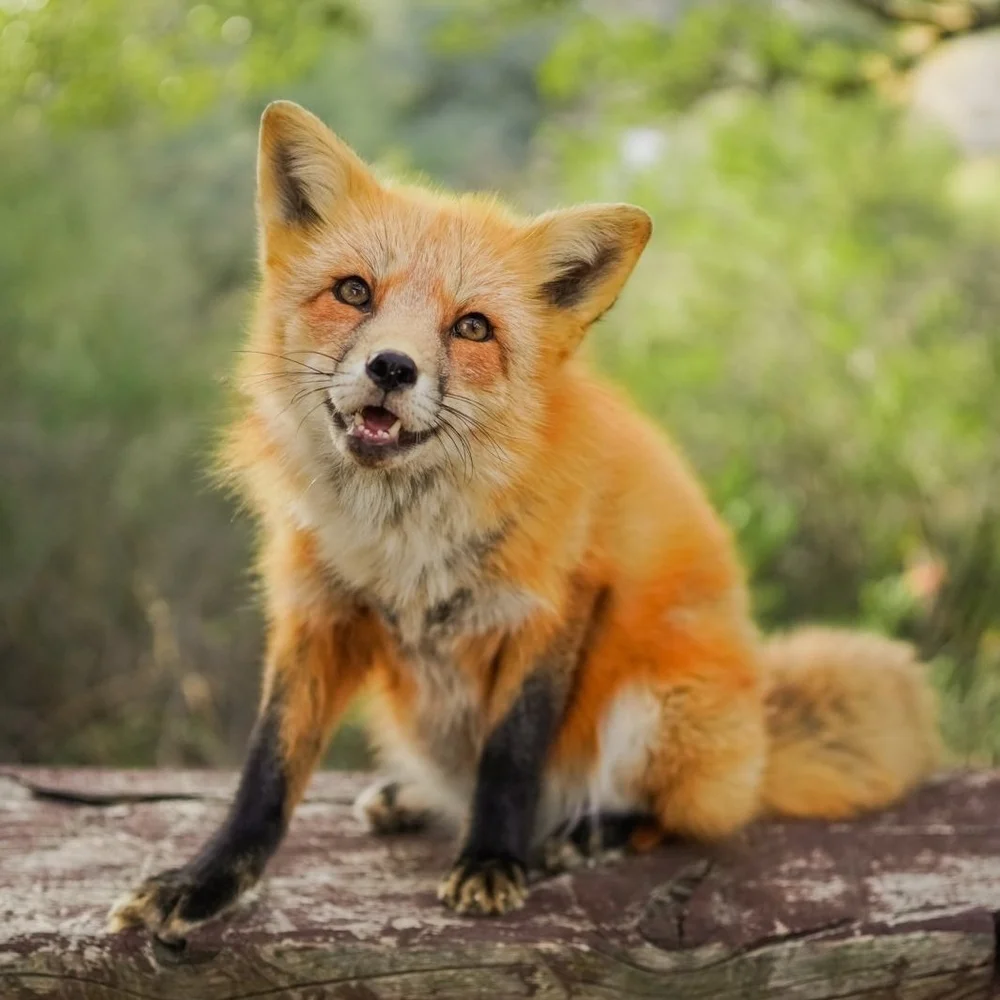 Red Foxes | Animal Conservation