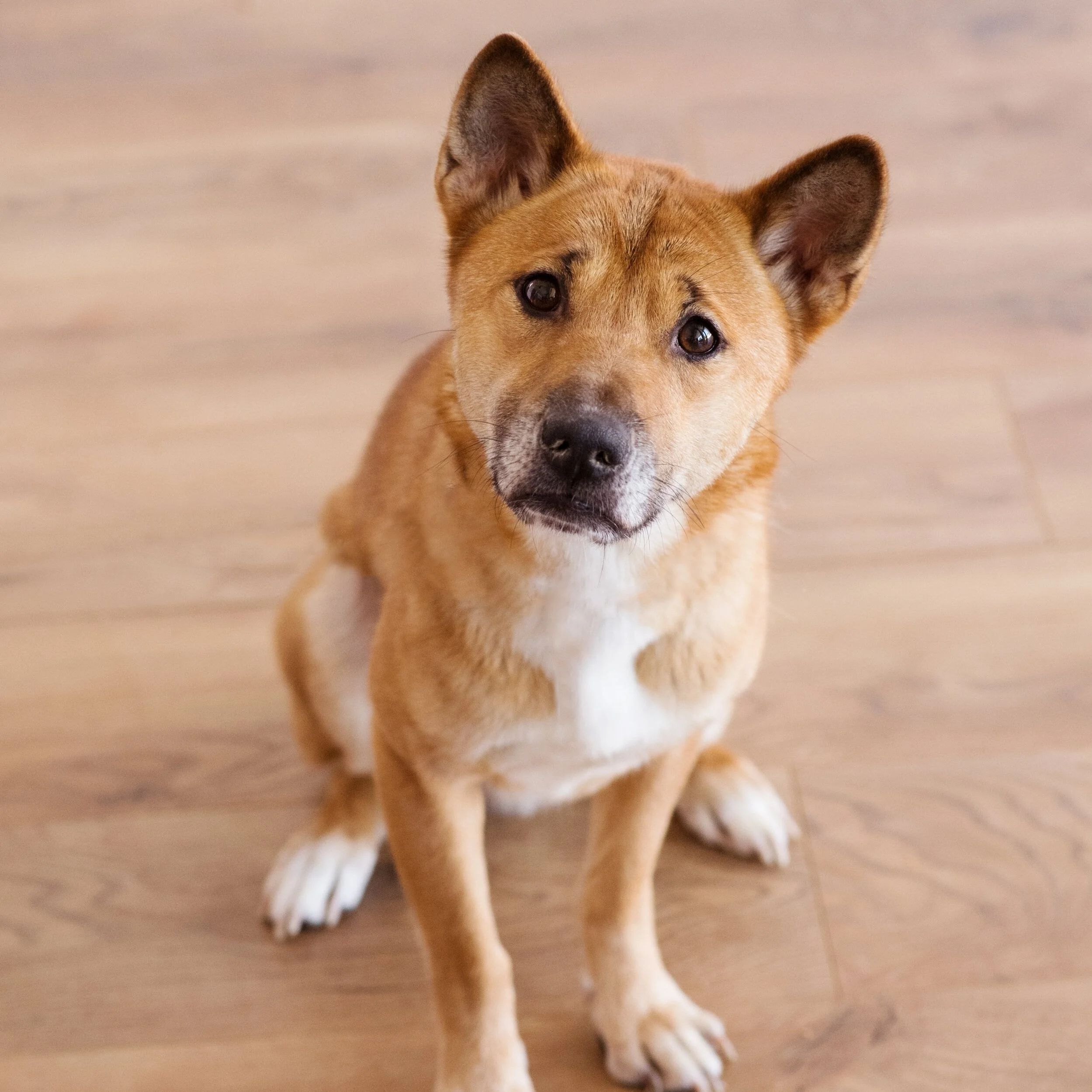 New Guinea Singing Dogs | Animal Conservation