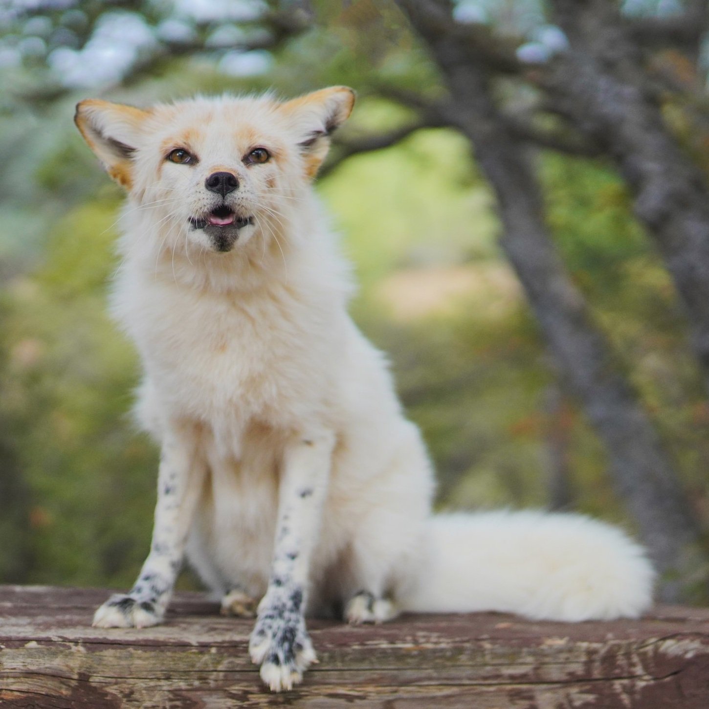 Red Foxes | Animal Conservation