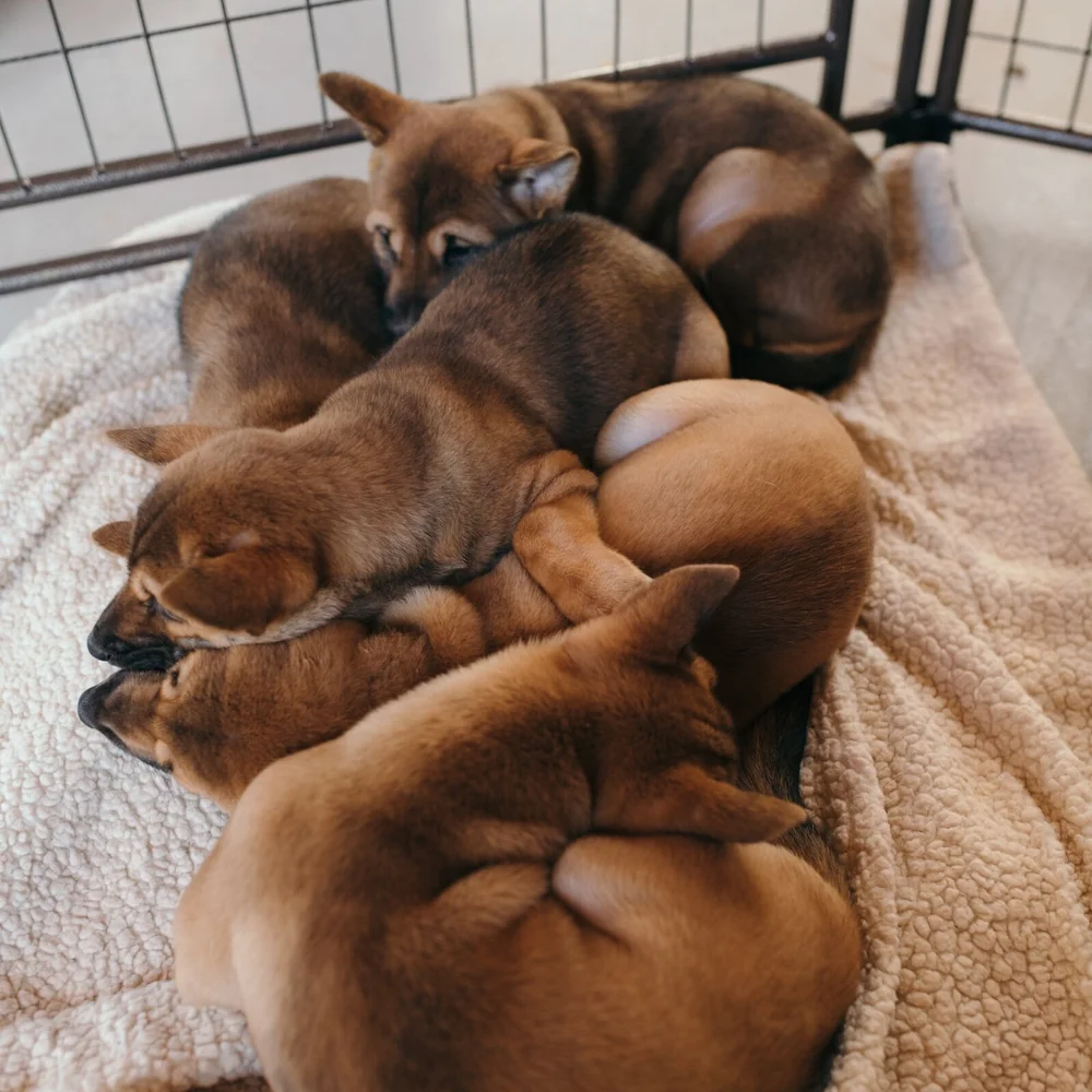 New Guinea Singing Dogs | Animal Conservation