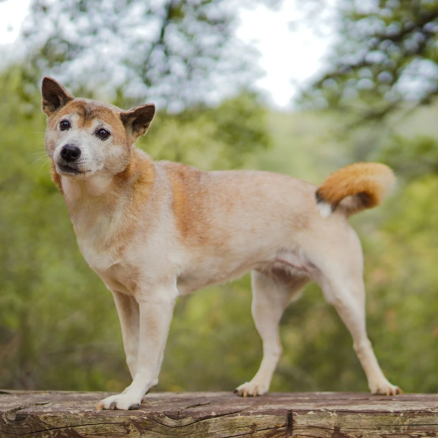New Guinea Singing Dogs | Animal Conservation