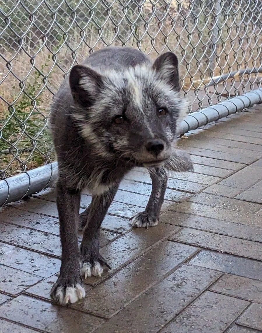 Arctic Foxes | Animal Conservation