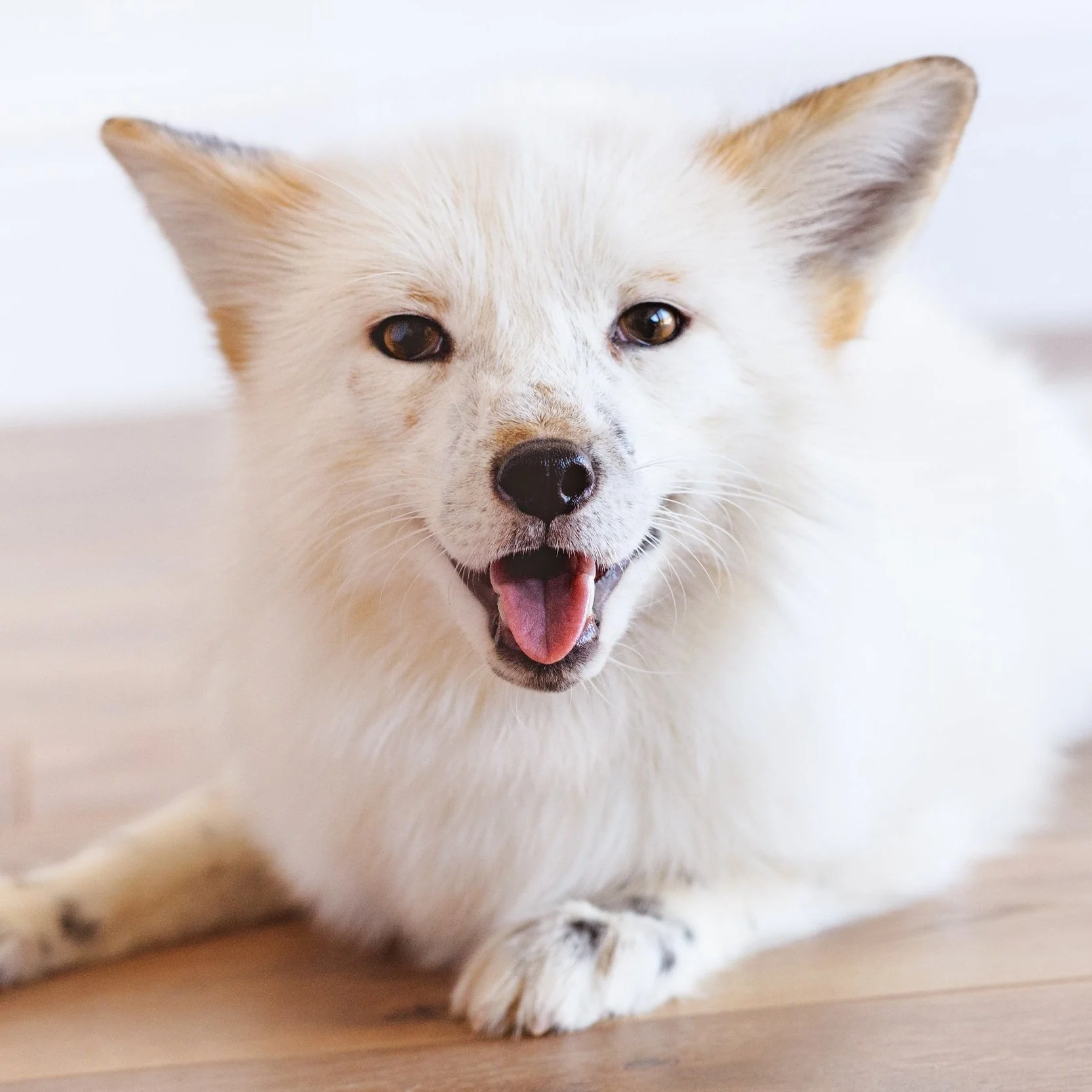 Red Foxes | Animal Conservation