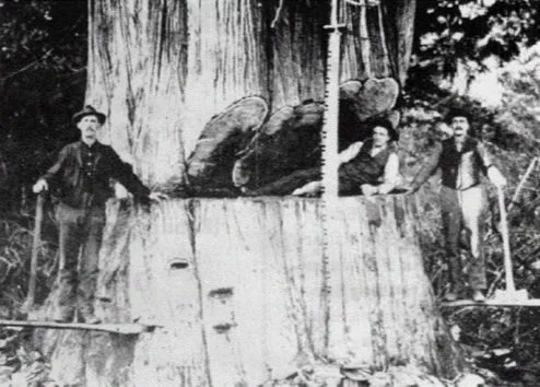 custom live edge wood tables, mantels, and furniture