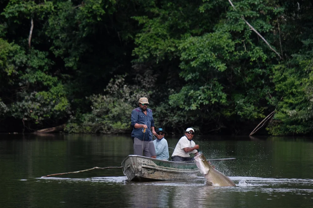 Arapaima — Rewa Eco-Lodge