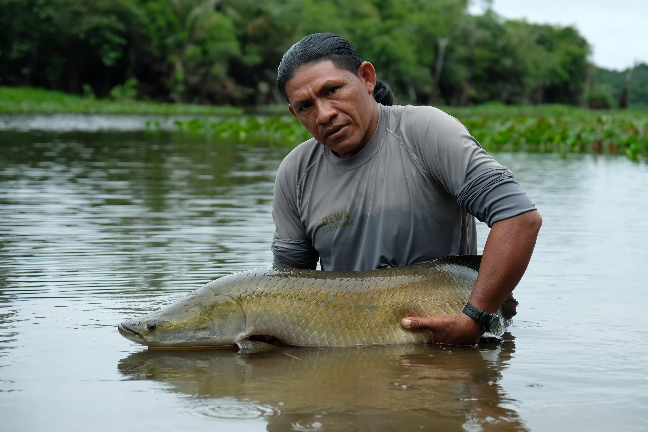 Arapaima — Rewa Eco-Lodge