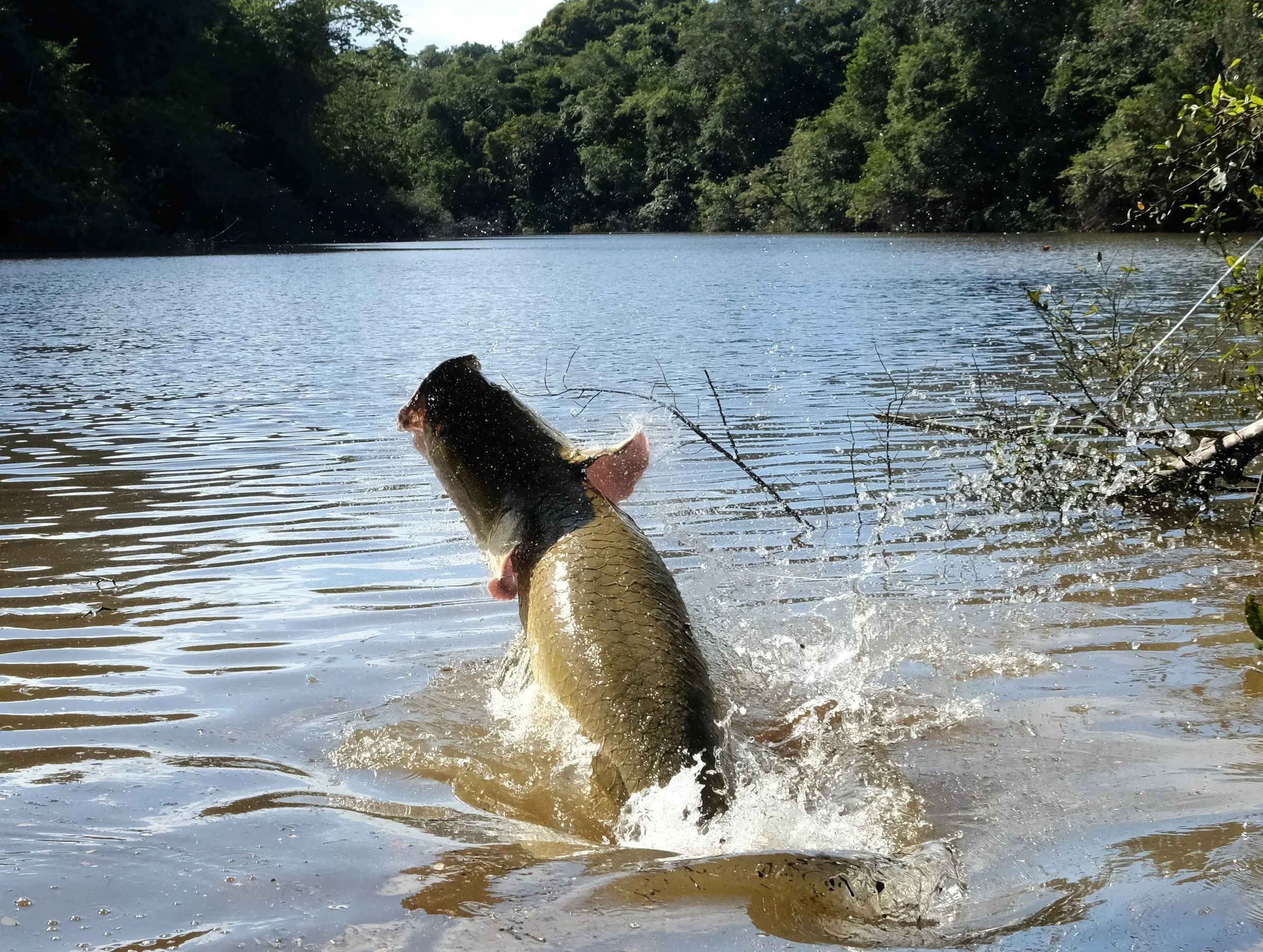 Arapaima — Rewa Eco-Lodge