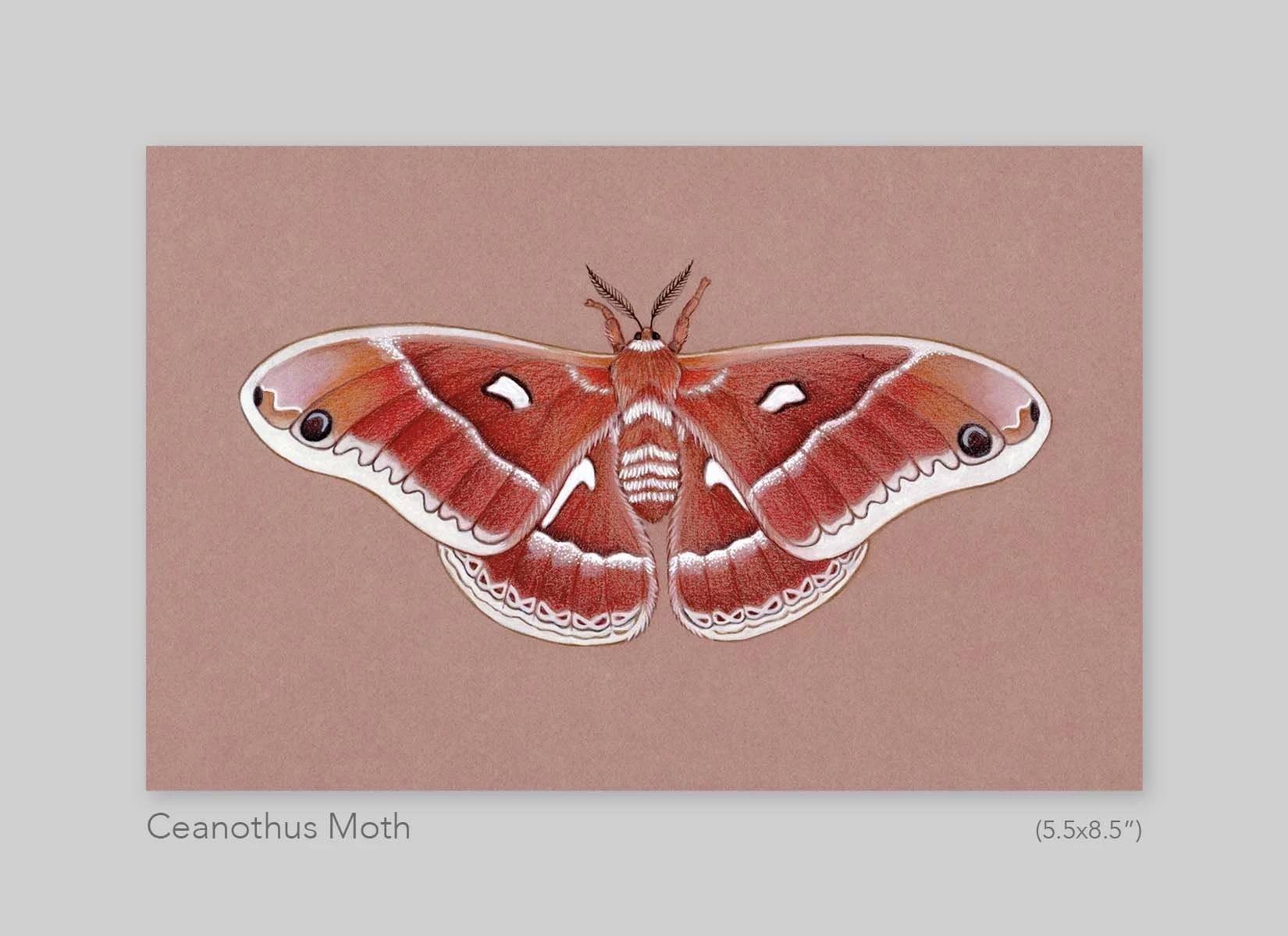 Mini Flora & Fauna Prints — Andrea Dingeldein