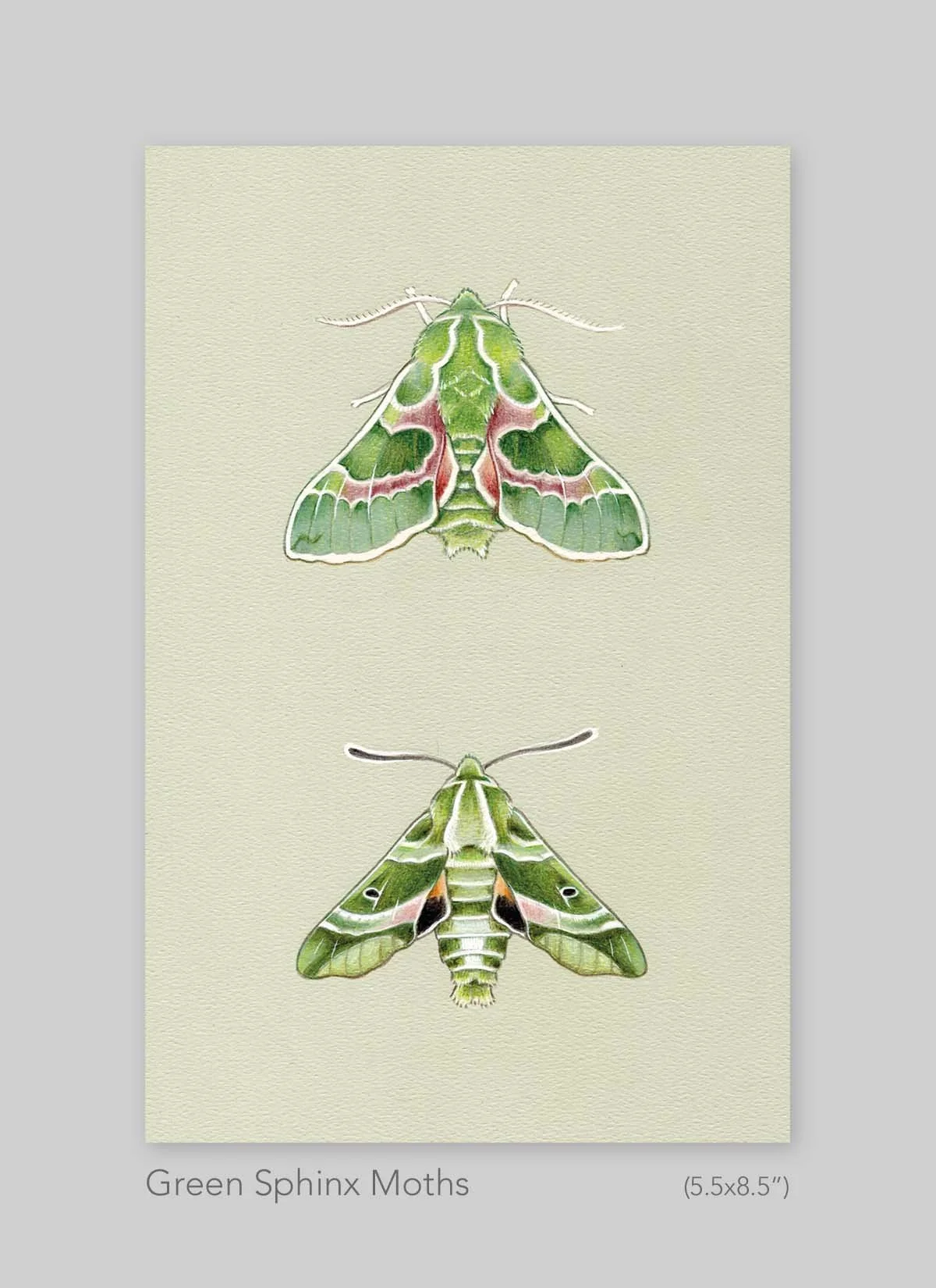 Mini Flora & Fauna Prints — Andrea Dingeldein