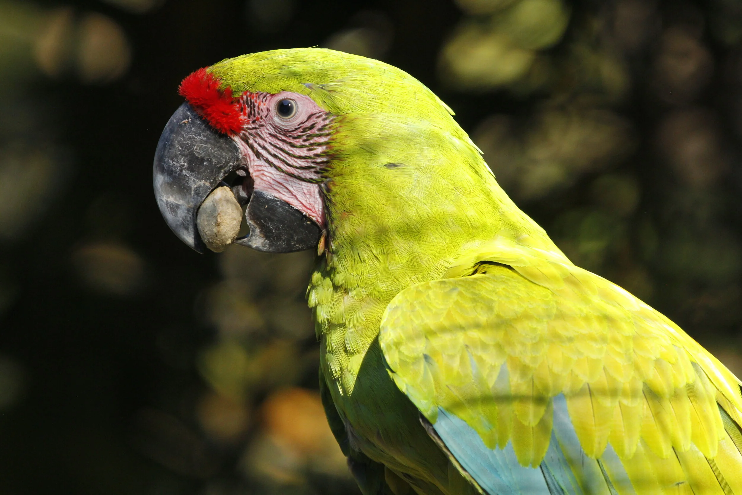 The Great Green Macaw — Conservation Law Center