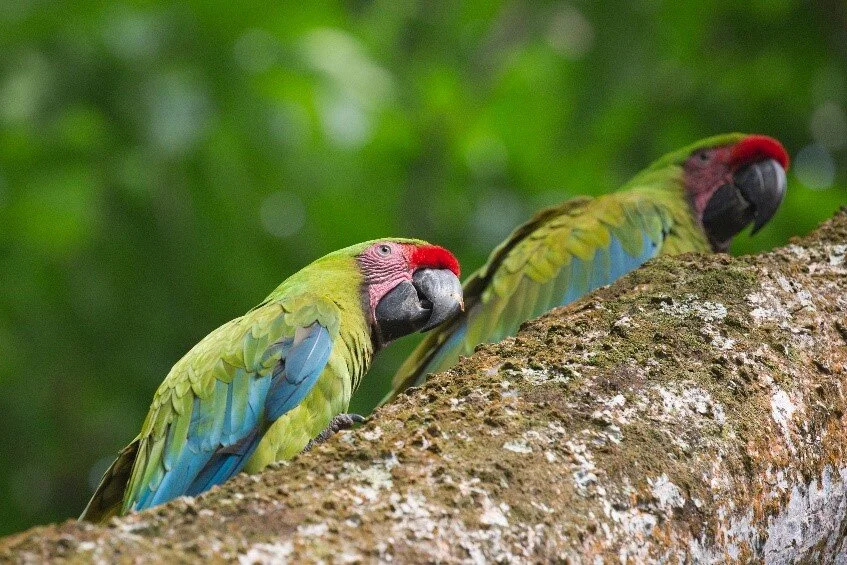 Verde Macaw