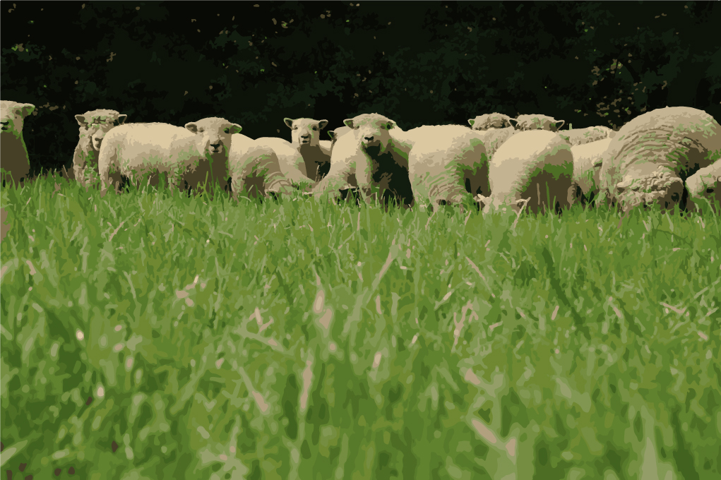 Southdown Sheep Society