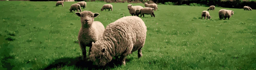 Southdown Sheep Society