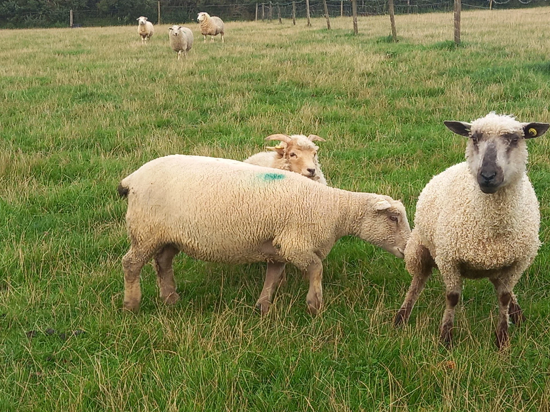 Stock for Sale & Wanted — Southdown Sheep Society