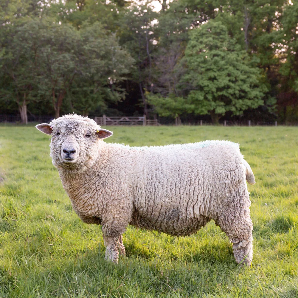 Stock for Sale & Wanted — Southdown Sheep Society