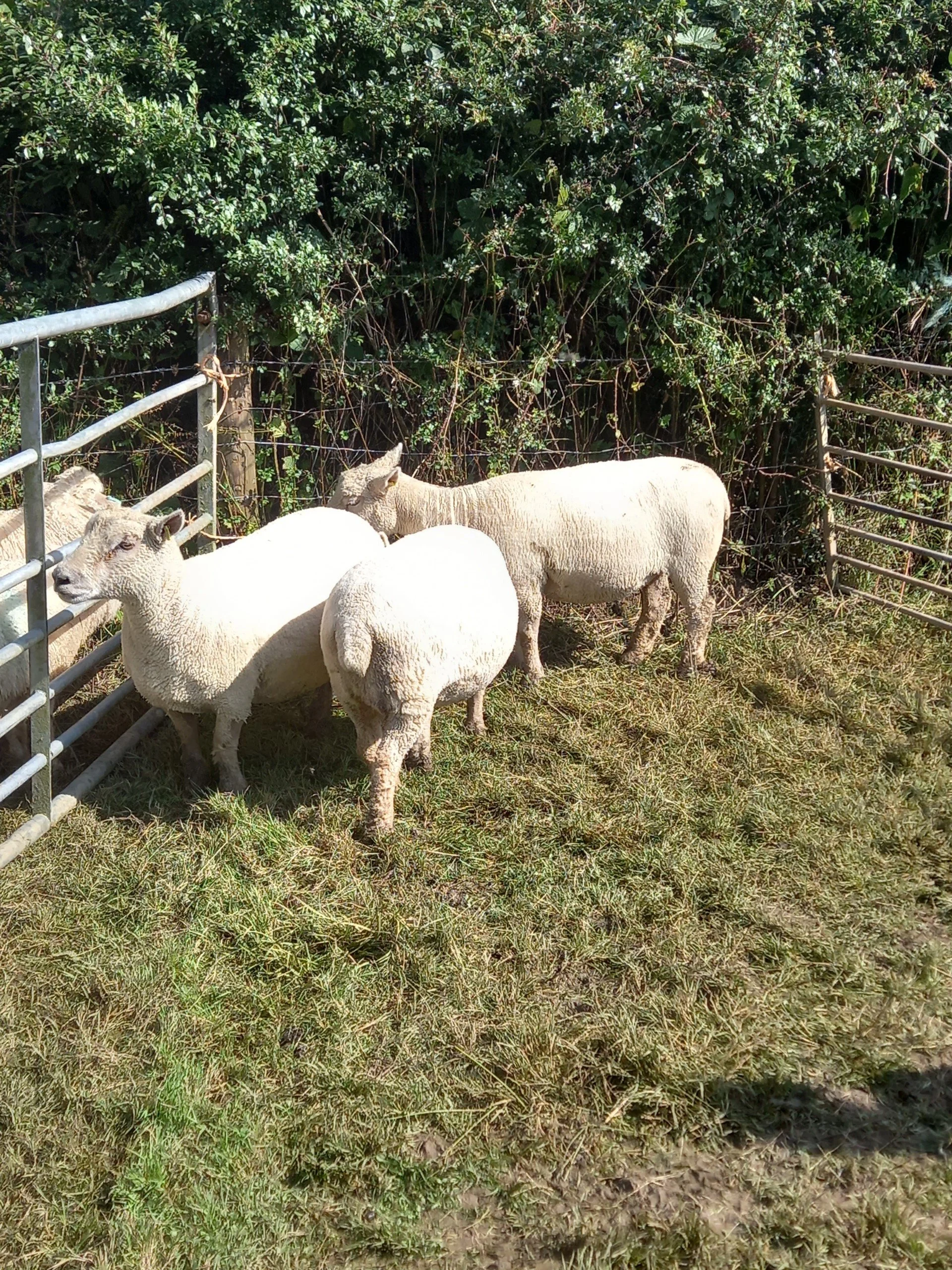 Stock for Sale & Wanted — Southdown Sheep Society