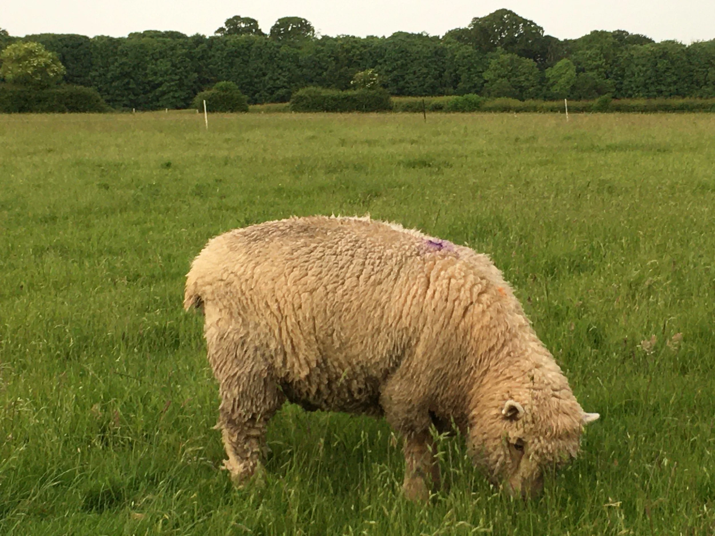 Stock for Sale & Wanted — Southdown Sheep Society