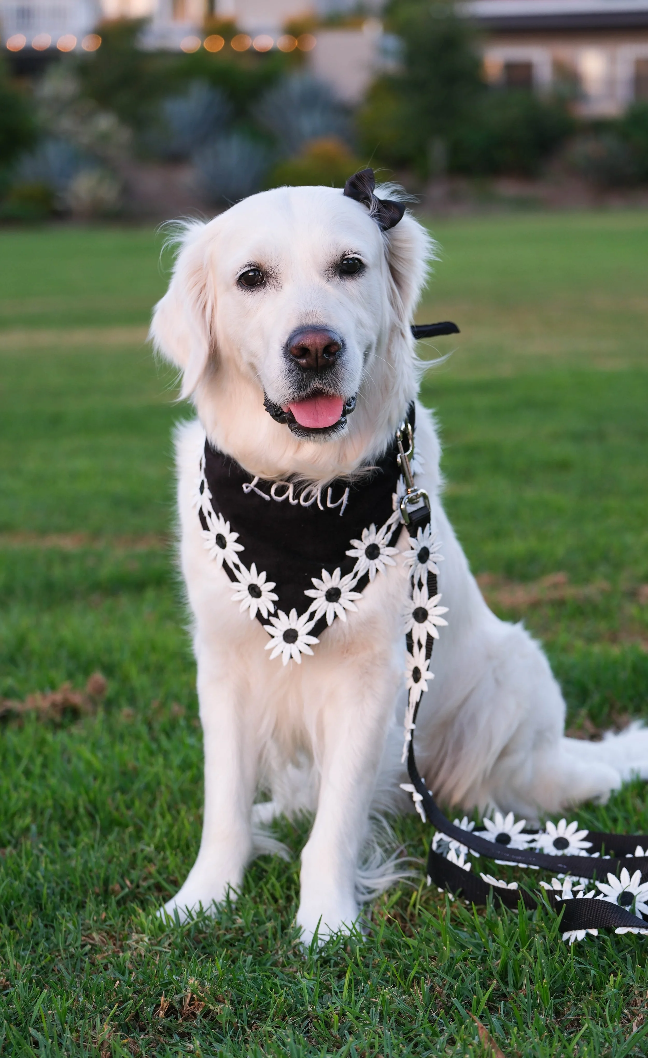 Black and White Daisy Collar and Leash — Collar Me Crazee