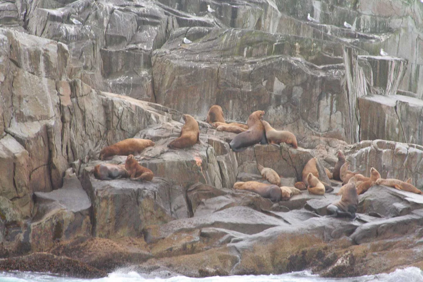 Sitka Alaska Wildlife Information — Sitka Alaska Outfitters