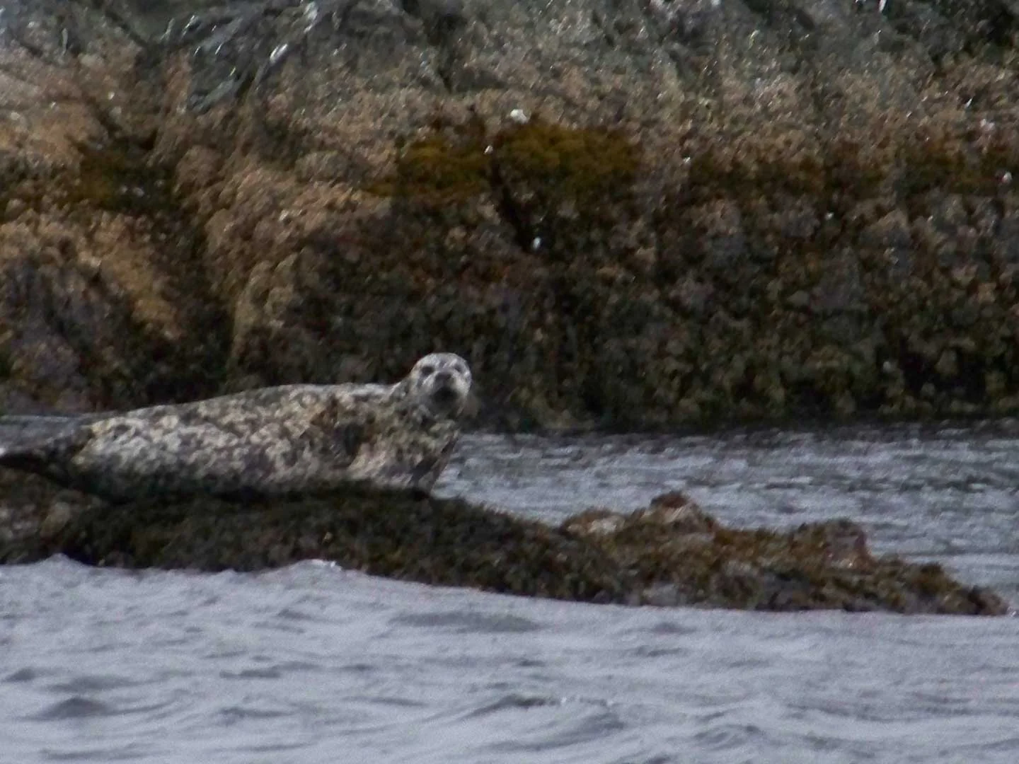 Sitka Alaska Wildlife Information — Sitka Alaska Outfitters